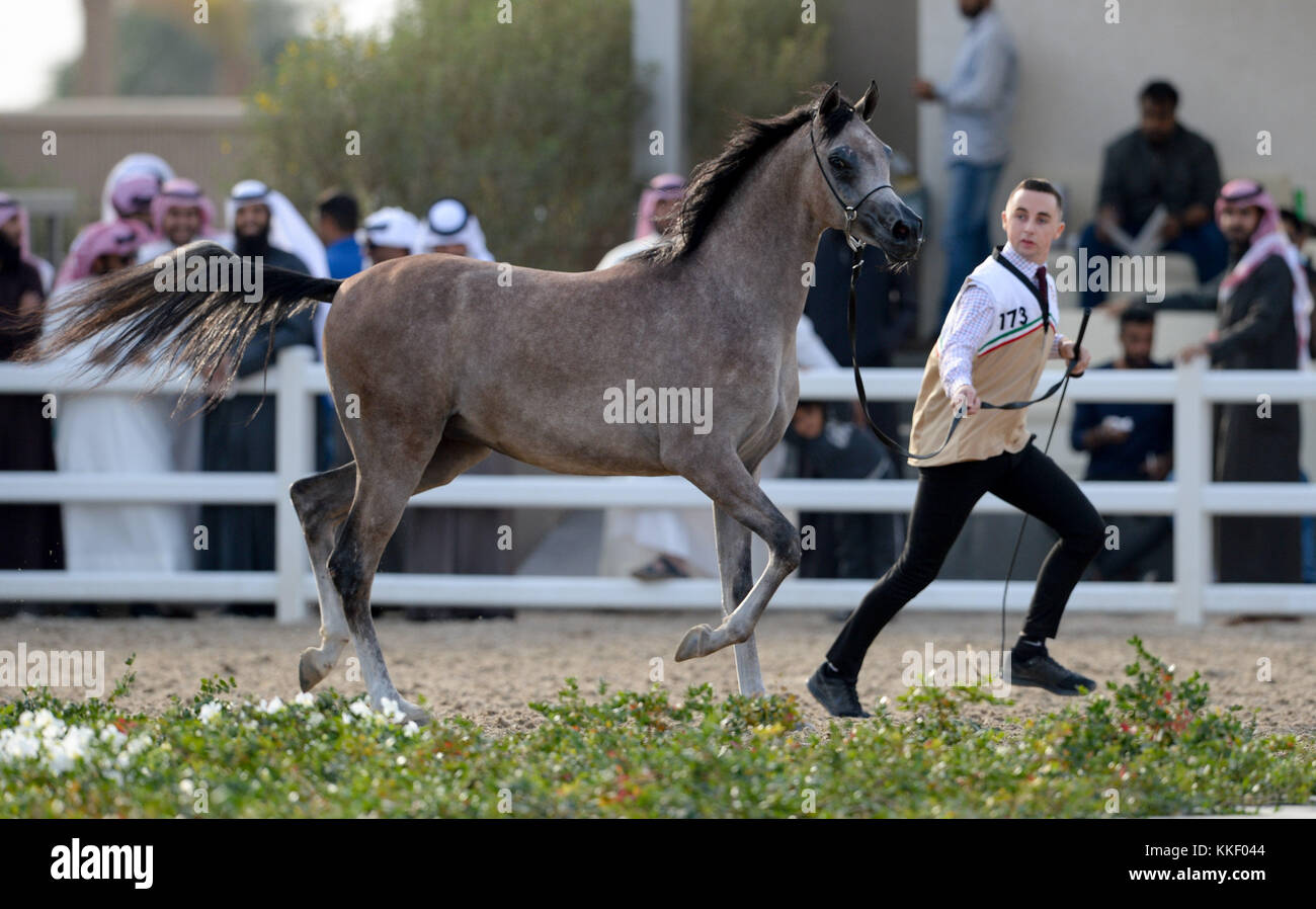 Kuwait City, Bait Al-Arab -- Kuwait State Stud. 1st Dec, 2017. A horse ...