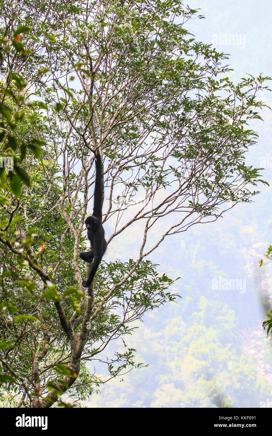 Bawangling national nature reserve hi-res stock photography and images ...