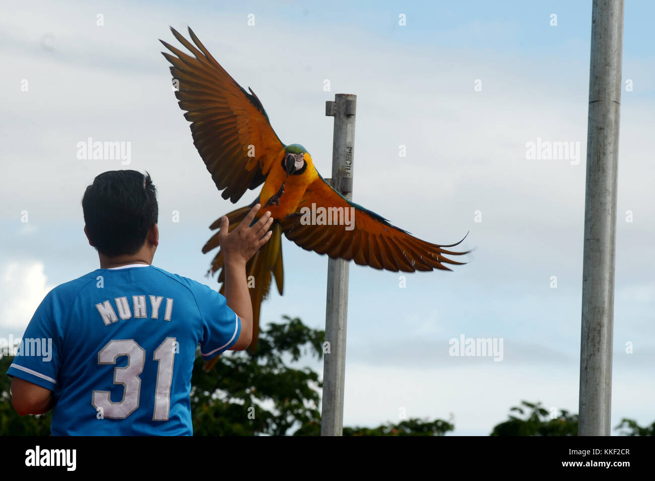 Parrots of indonesia hi-res stock photography and images - Alamy