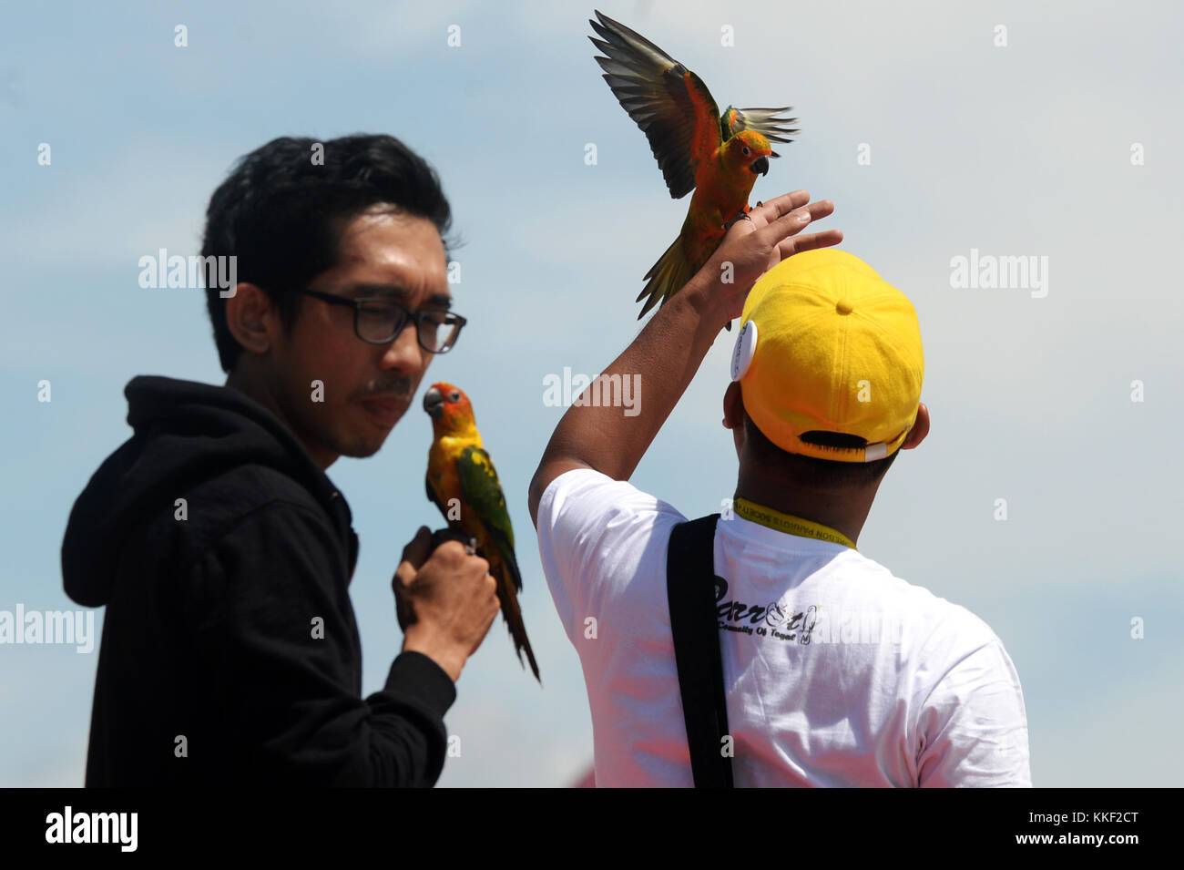 Parrots of indonesia hi-res stock photography and images - Alamy