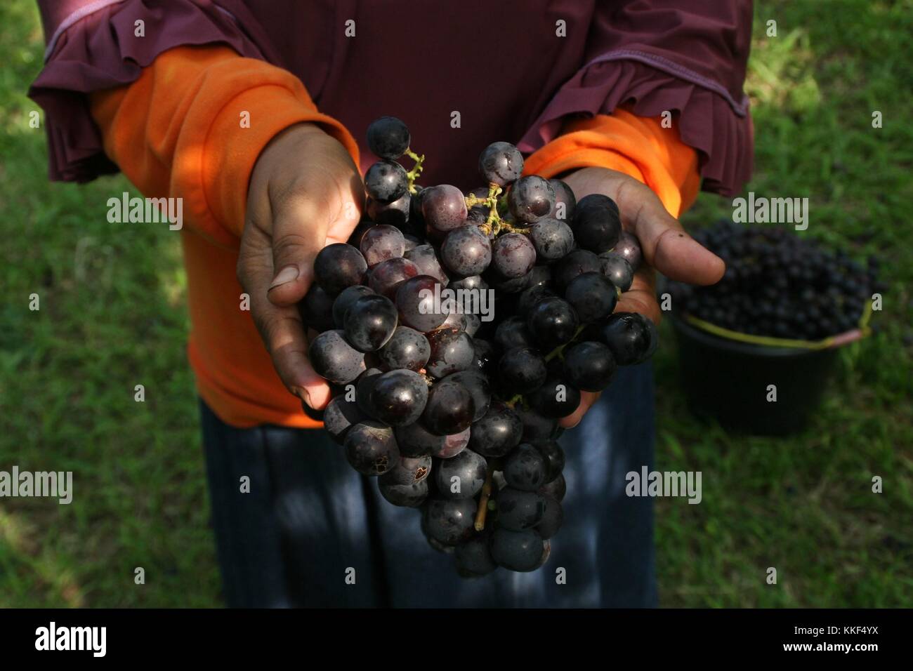 Bali, Indonesia. 4th Dec, 2017. A farmer holds some grapes during ...