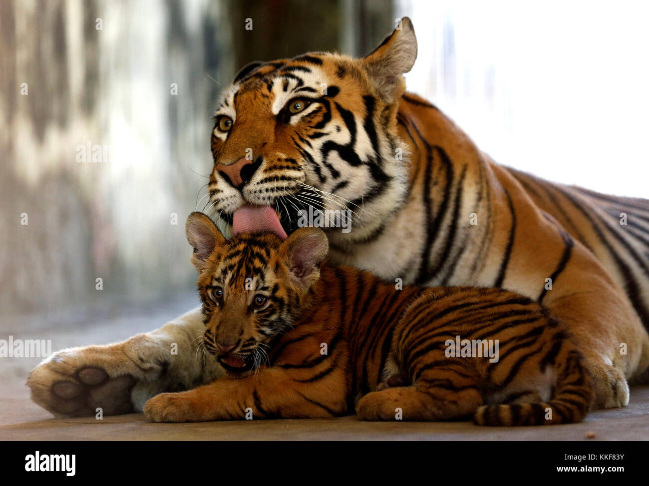 Tiger baby birth hi-res stock photography and images - Alamy