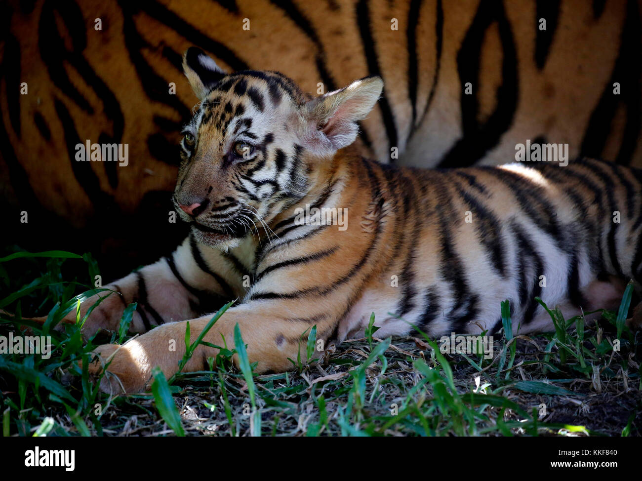 Yangon, Myanmar. 6th Dec, 2017. A three-month-old tiger cub stays with ...