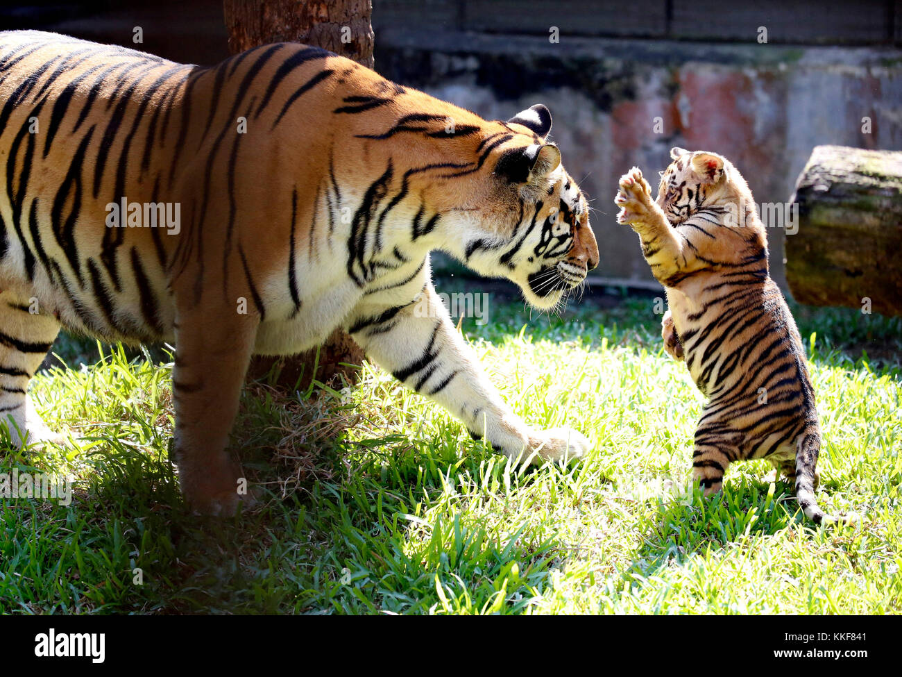 Yangon, Myanmar. 6th Dec, 2017. A three-month-old tiger cub frolics ...