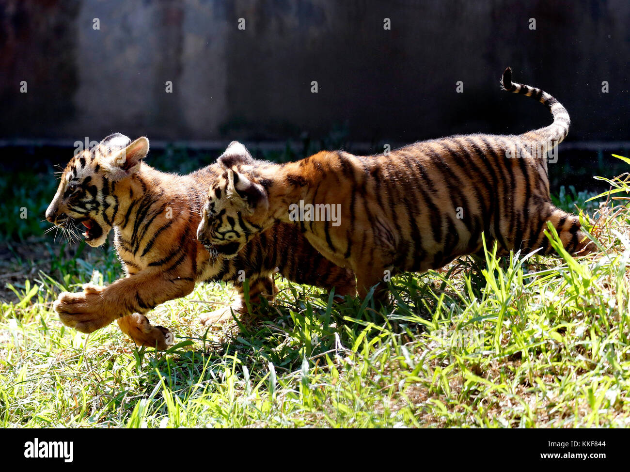 Yangon, Myanmar. 6th Dec, 2017. Two three-month-old tiger cubs frolic ...
