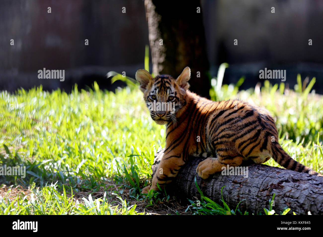 Three month old tiger hi-res stock photography and images - Alamy