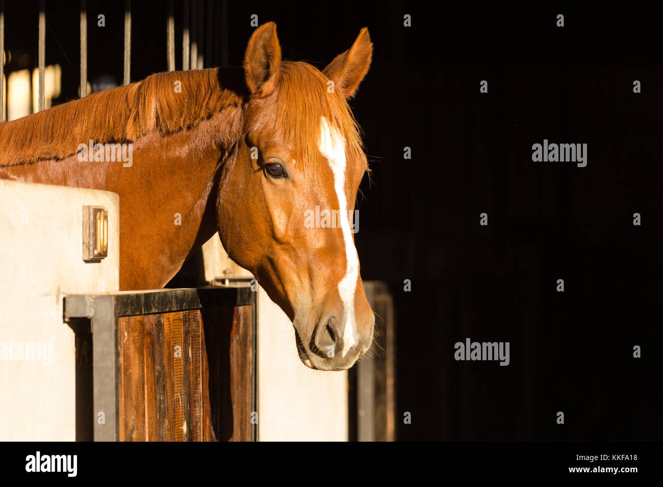 Close up of a horse in its stable on a horse stud farm Stock Photo - Alamy