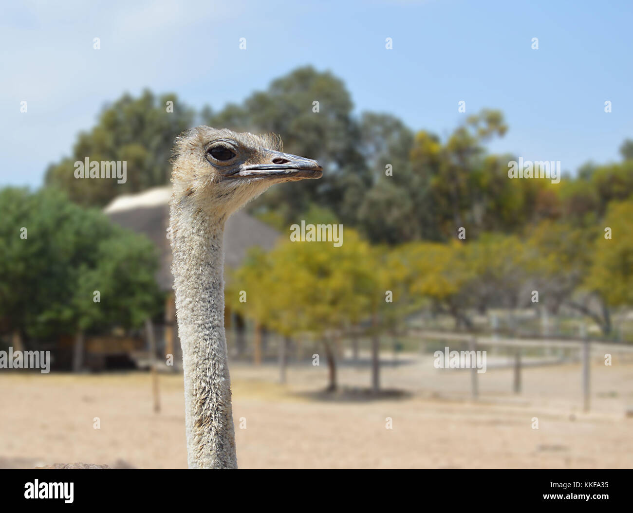 A curious ostrich staring at the cmera Stock Photo - Alamy