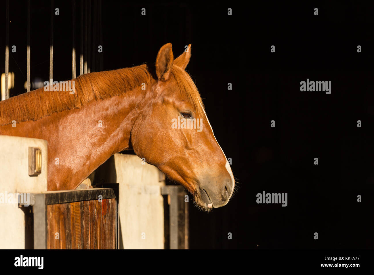 Close up of a horse in its stable on a horse stud farm Stock Photo - Alamy