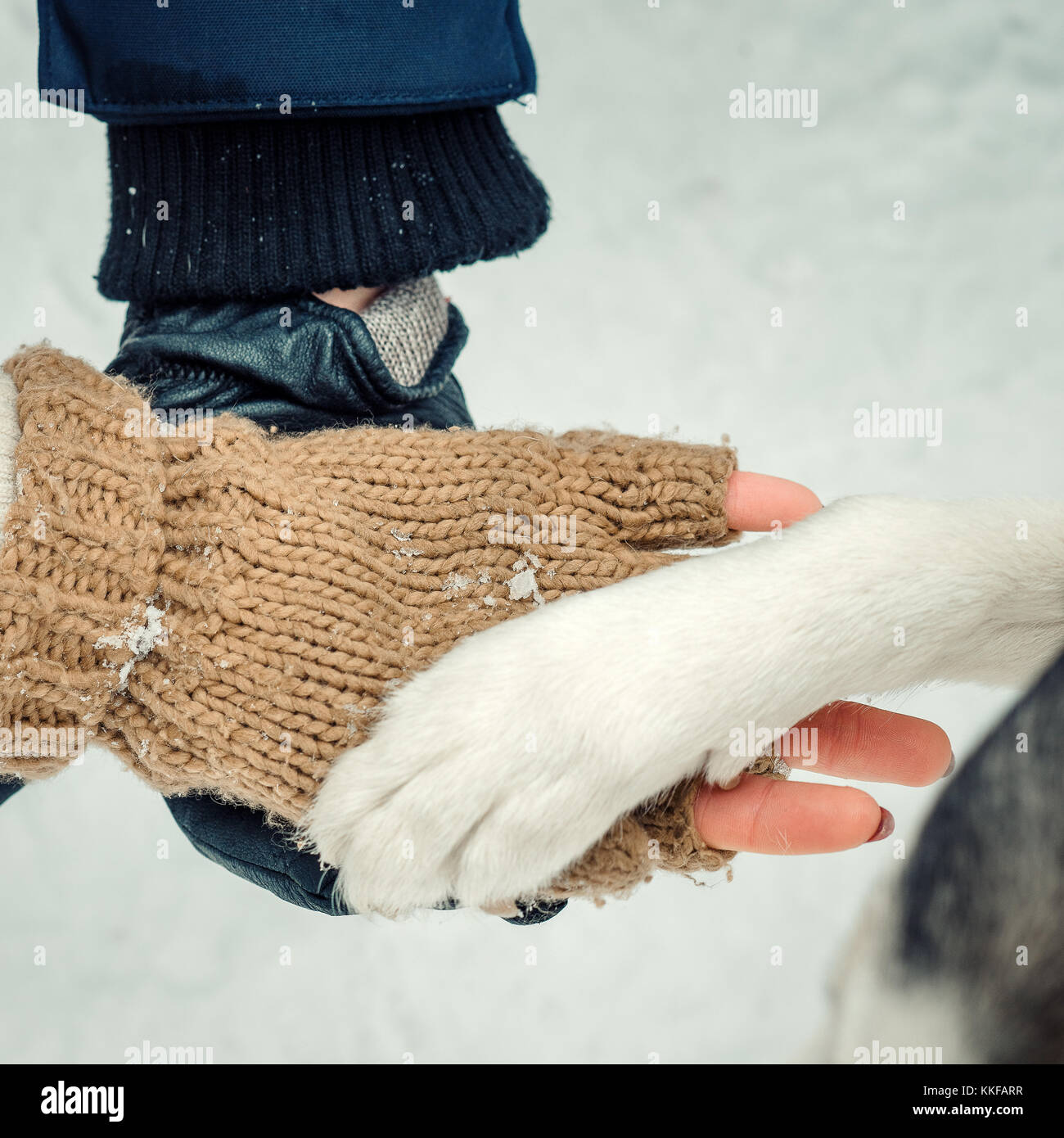 Sensitive above shot of couple hands holding the siberian husky paw ...