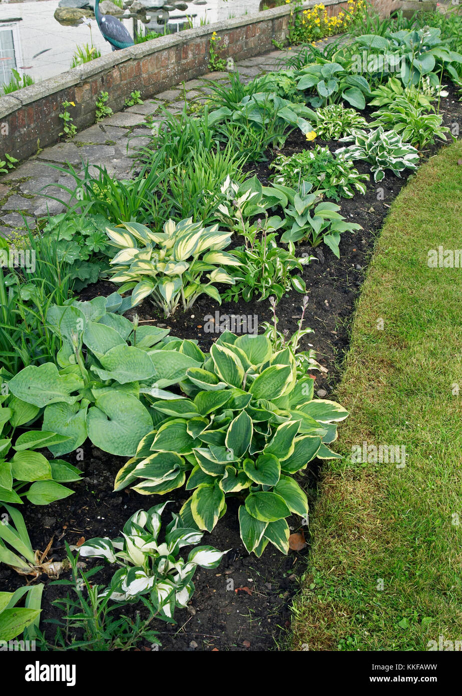 Hosta border in Cottage Garden Stock Photo - Alamy