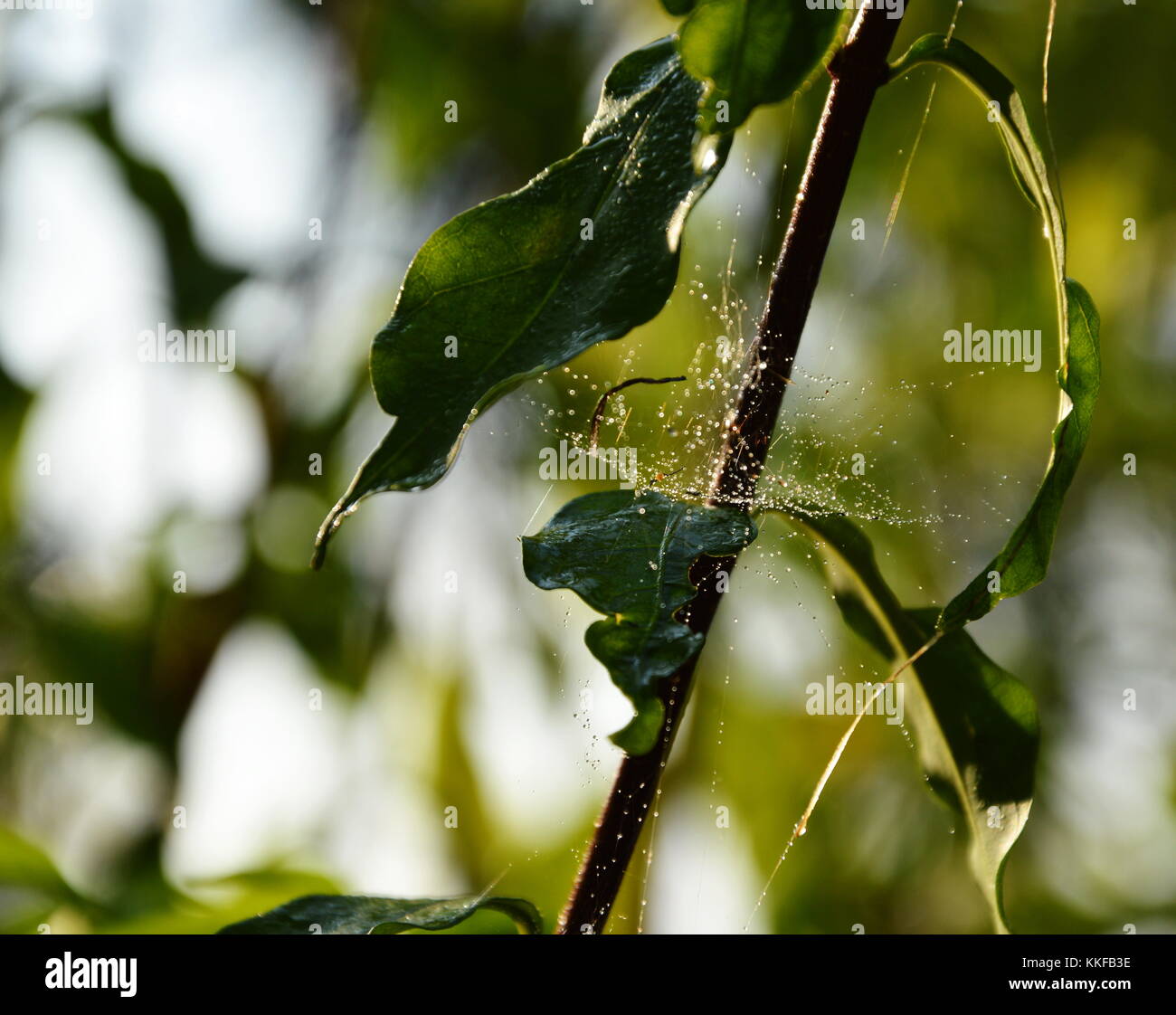 Spider instinct hi-res stock photography and images - Alamy