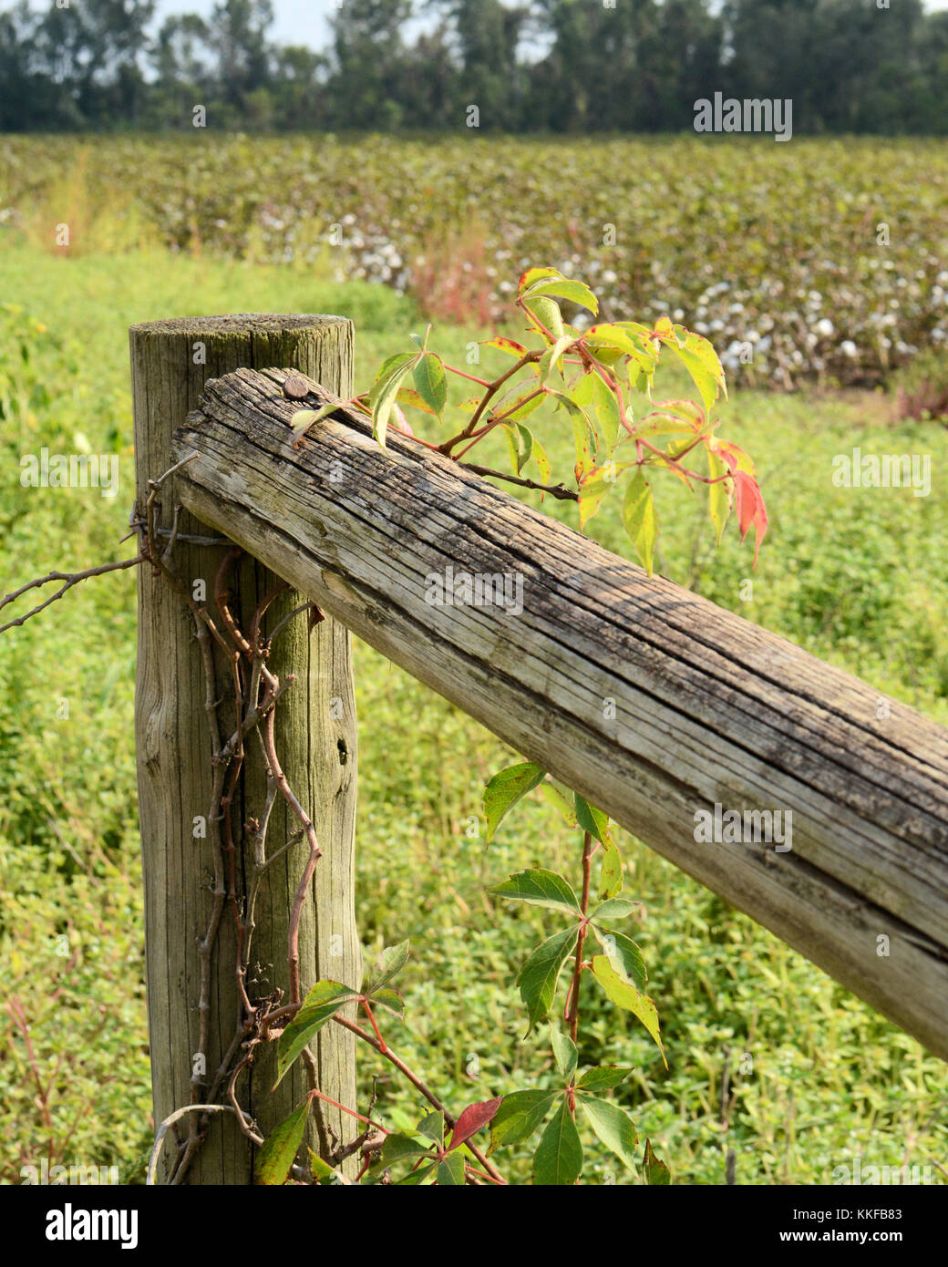 Fence post next to cotton field Stock Photo - Alamy