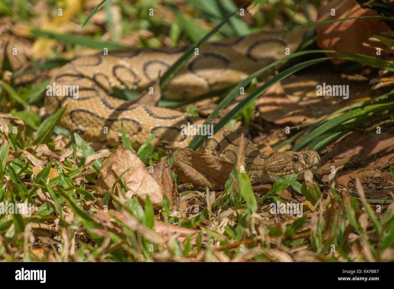 A Cobra snake in the under growth Stock Photo - Alamy