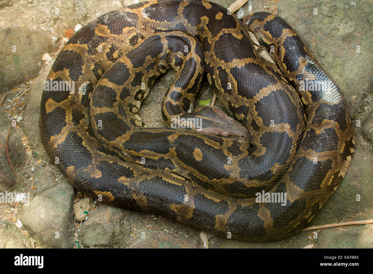 Indian constrictor snake hi-res stock photography and images - Alamy
