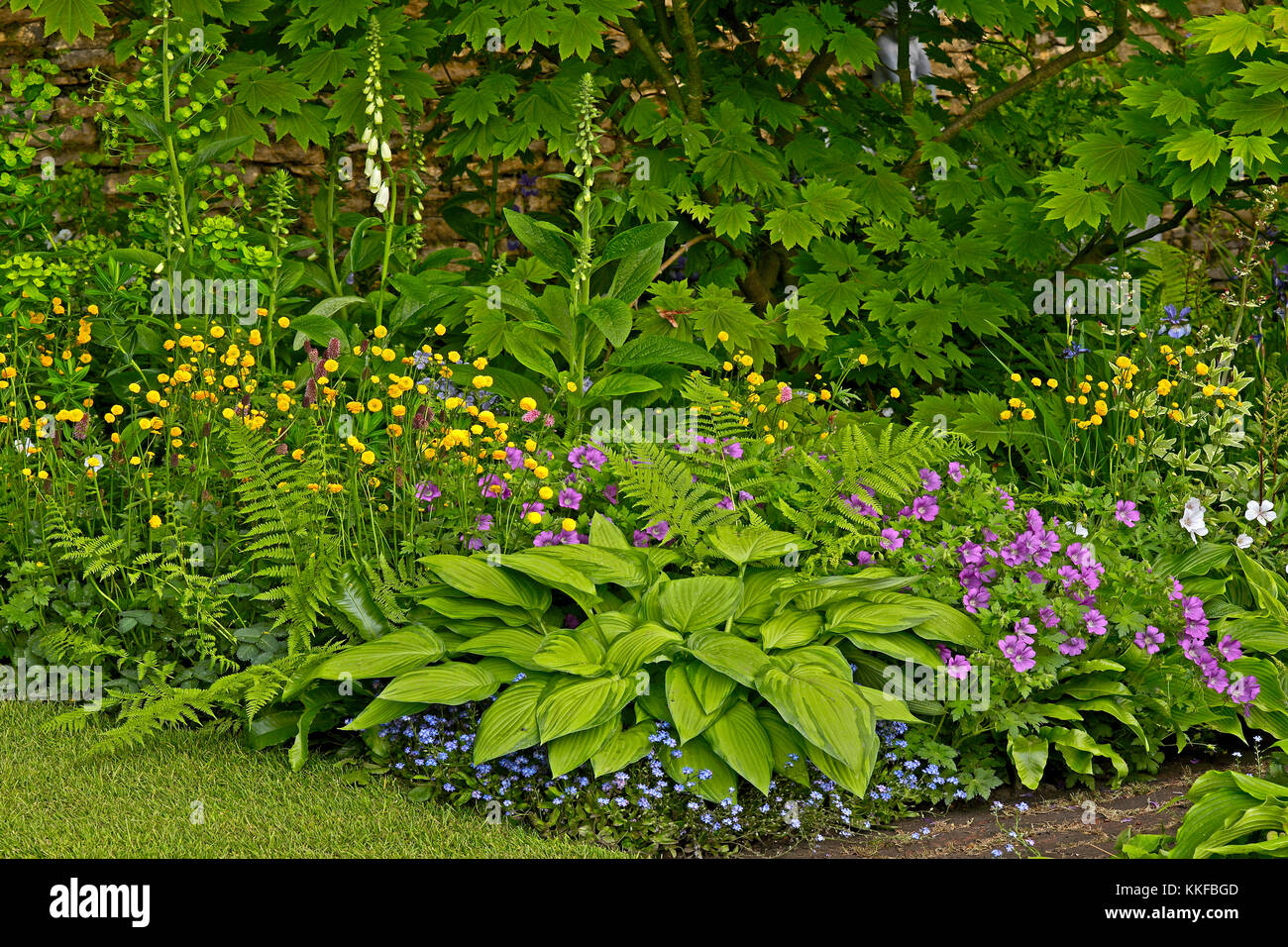 Hostas and ferns hi-res stock photography and images - Alamy