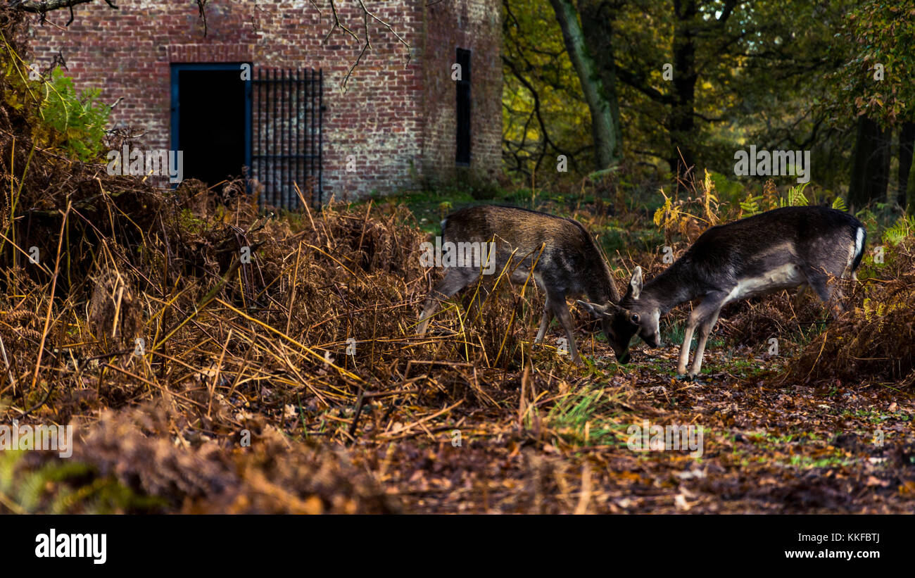 Two young deer trying each other Stock Photo - Alamy