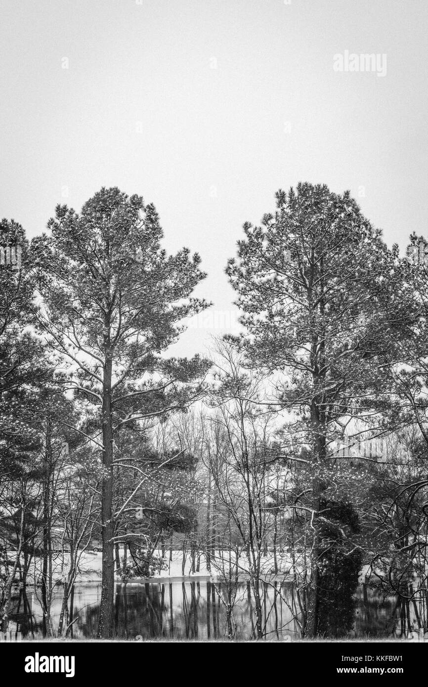 Frozen trees (lake or pond or loch) Black and White Stock Photos ...