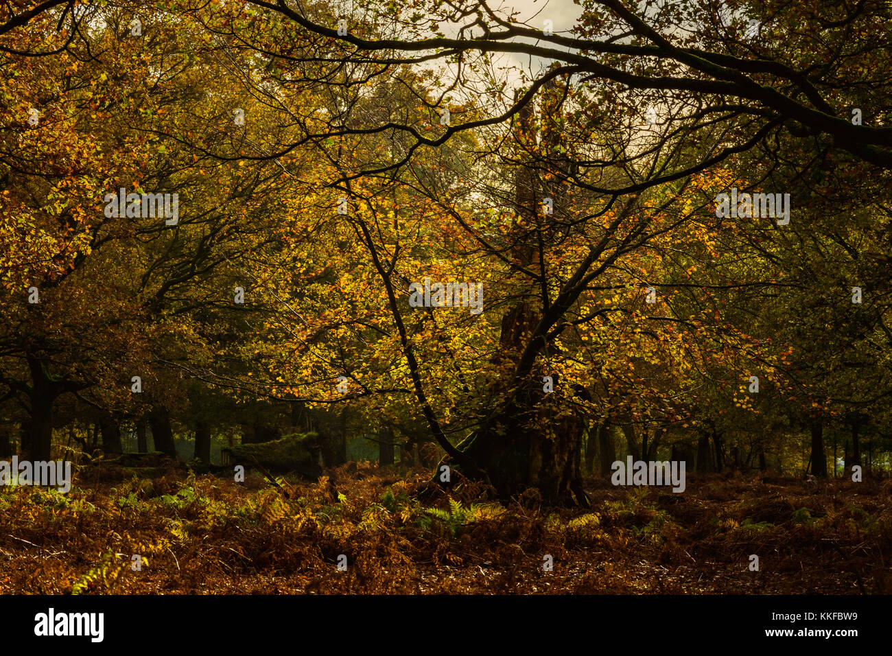 Dunham Massey park in autumn scenery Stock Photo - Alamy