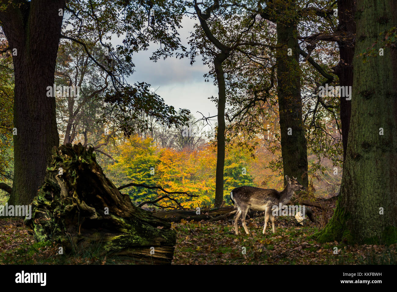 Young deer in autumn scenery Stock Photo - Alamy