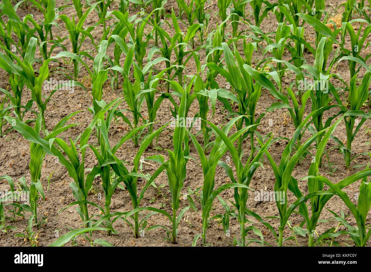 Backdrop of young corn plants growing in a field on the countryside in ...