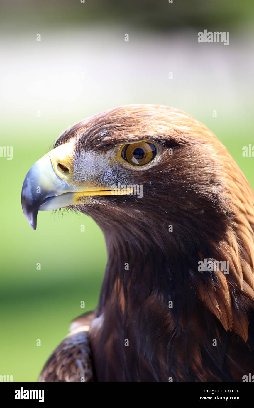 Portrait of an golden eagle staring at camera Stock Photo - Alamy