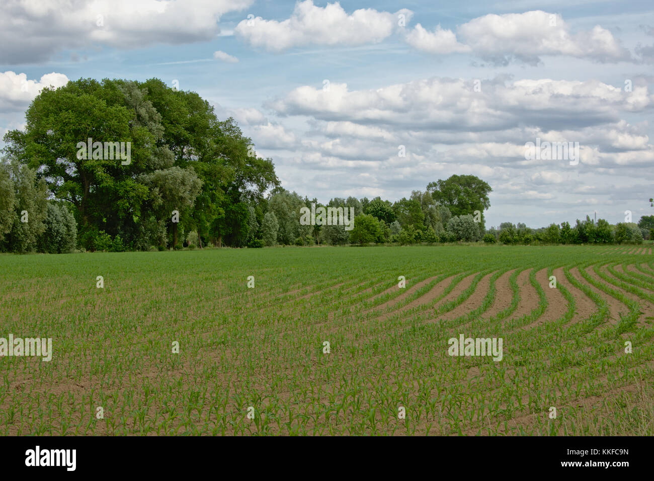 Young green corn plants, planted in curved rows in a field in the ...