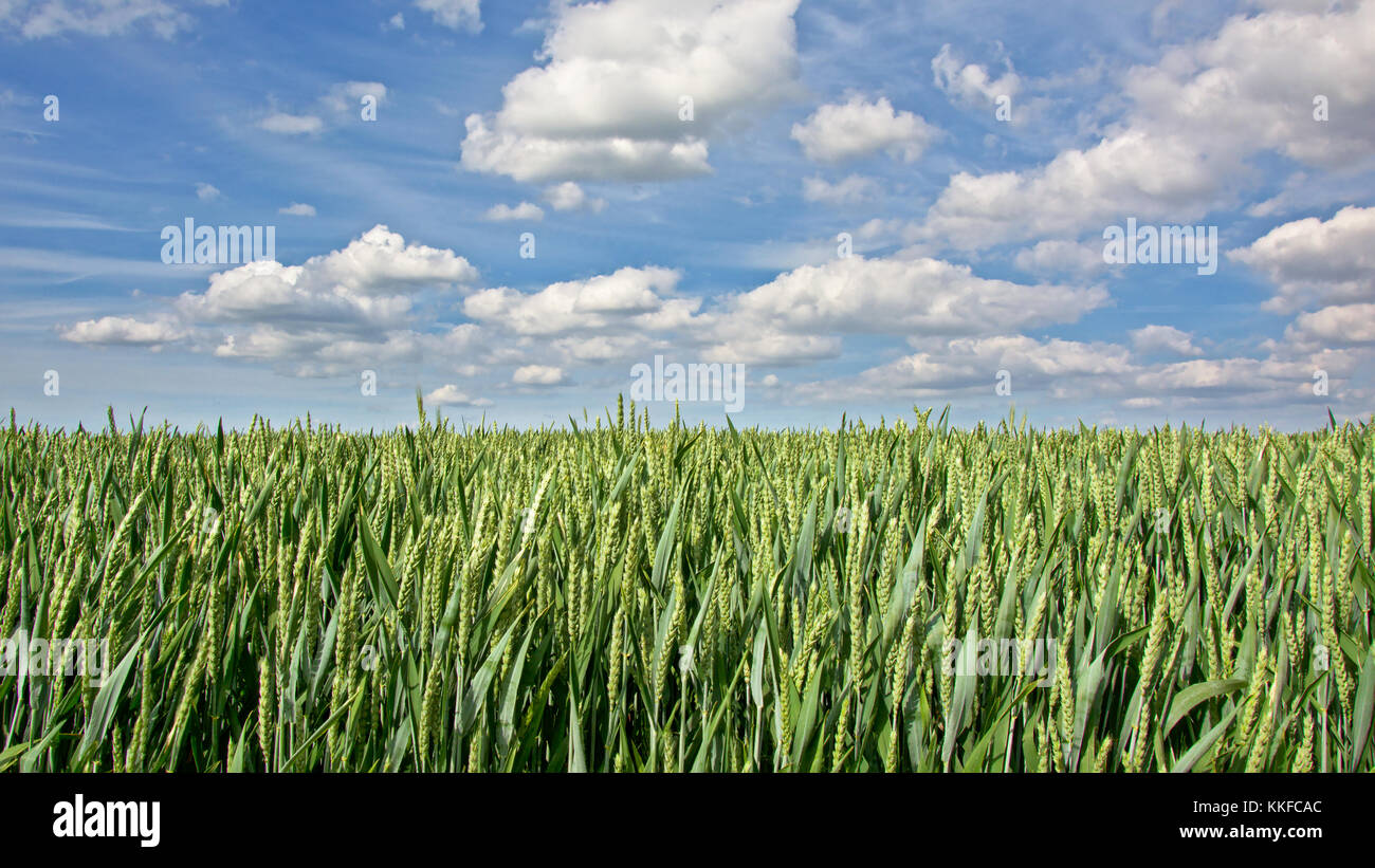 Young green Wheat field on a blue sky with fluffy clouds Stock Photo ...