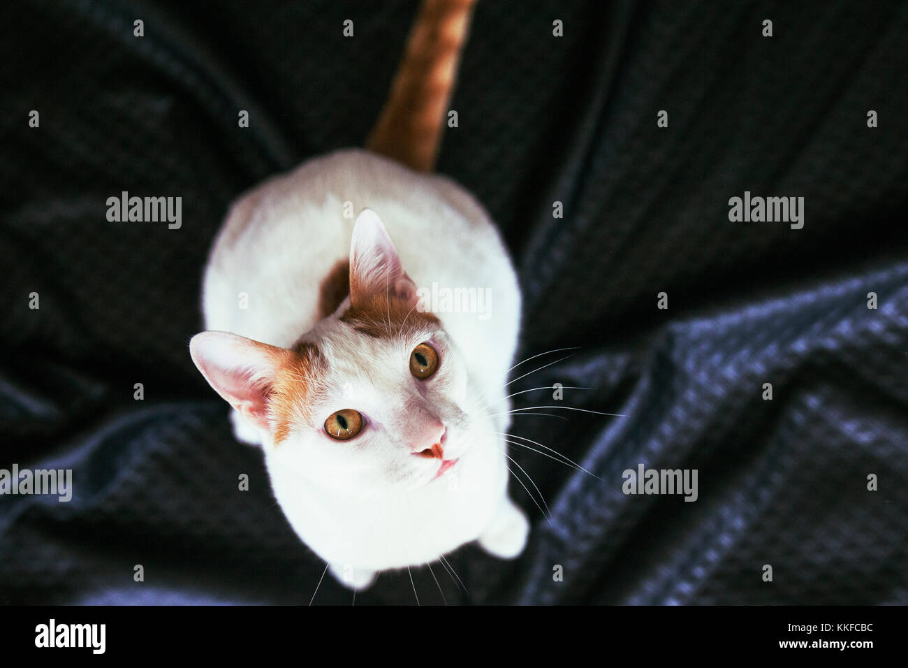 cat art photography in the studio Stock Photo - Alamy