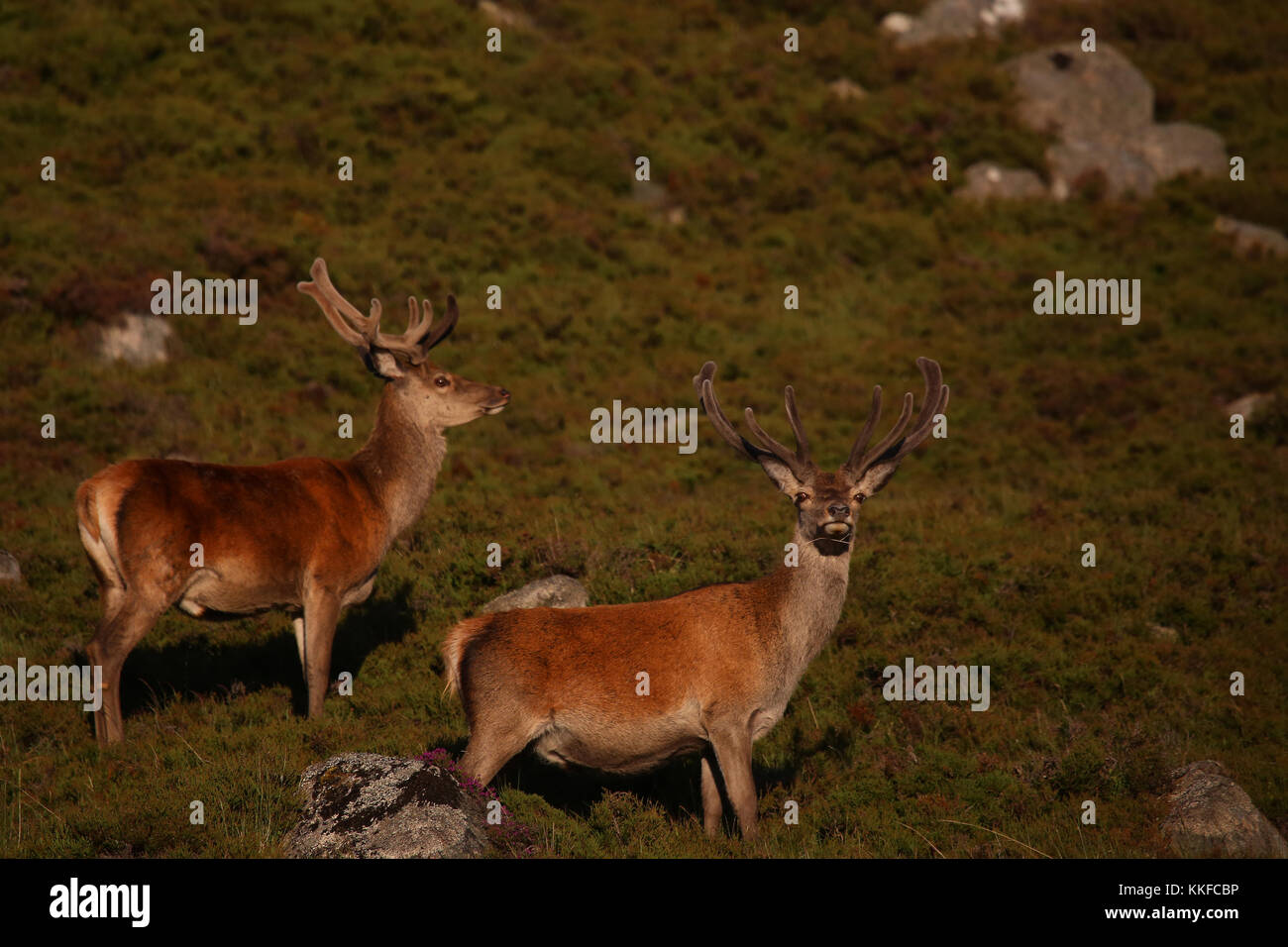 Balmoral estate hunting hi-res stock photography and images - Alamy