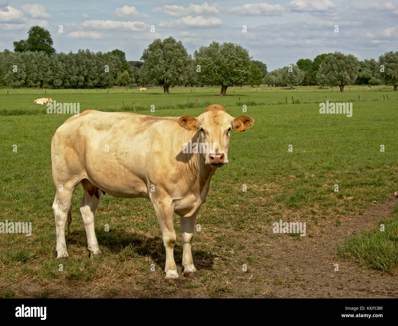 White cow on a sunny summer day, standing in a meadow with trees ...
