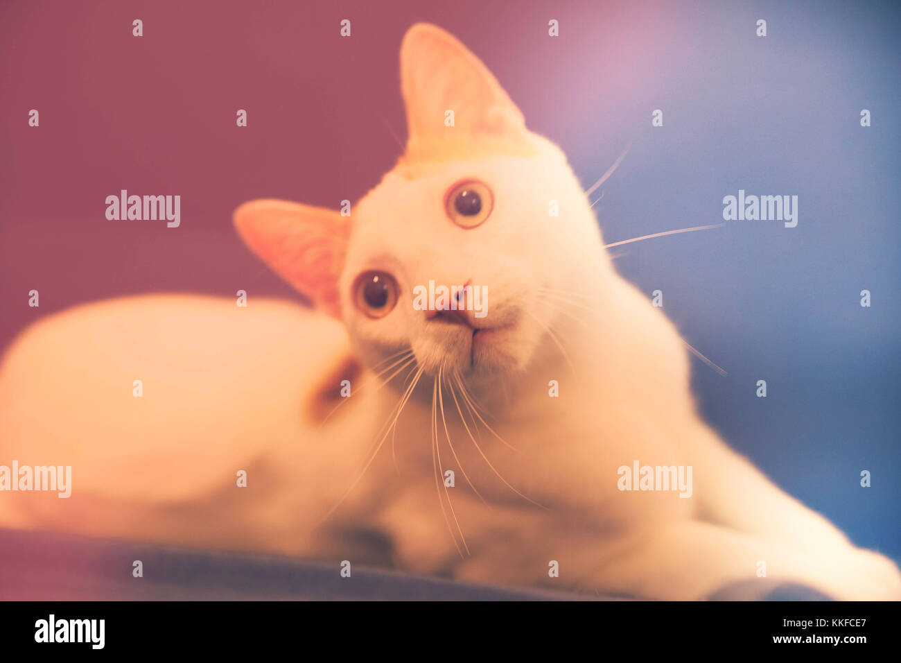 cat art photography in the studio Stock Photo - Alamy
