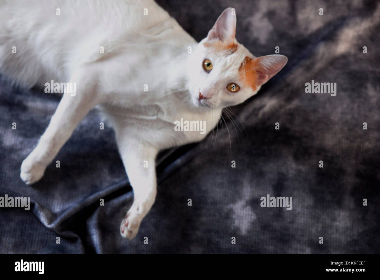 cat art photography in the studio Stock Photo - Alamy