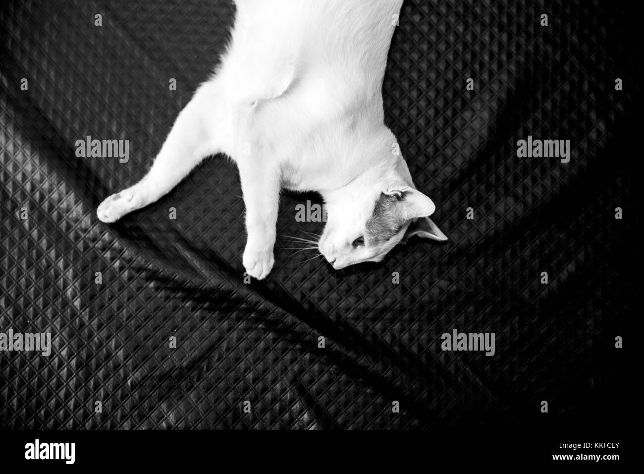Cats in studio Black and White Stock Photos & Images - Alamy