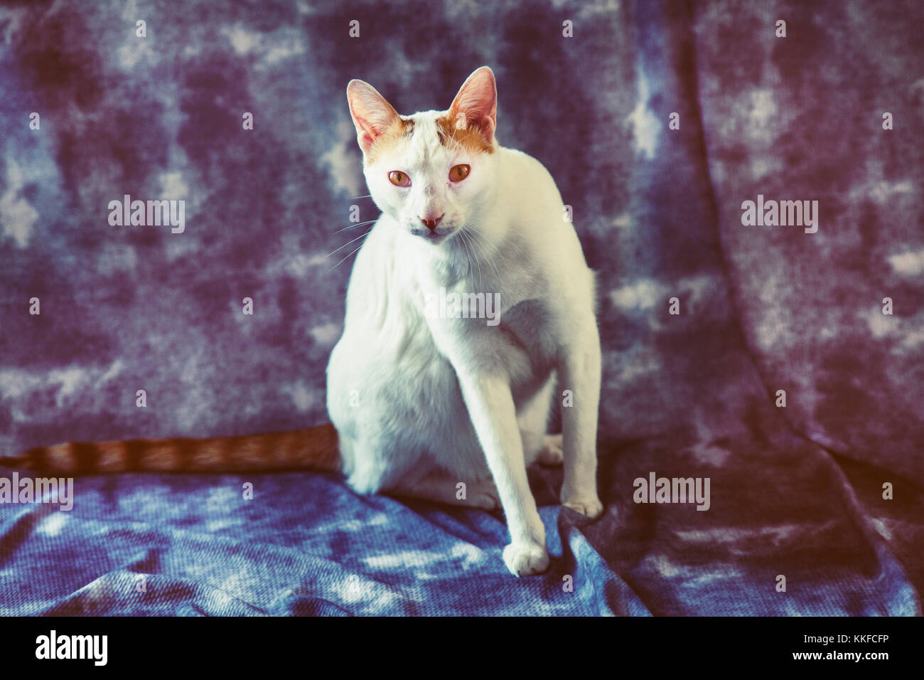 cat art photography in the studio Stock Photo - Alamy