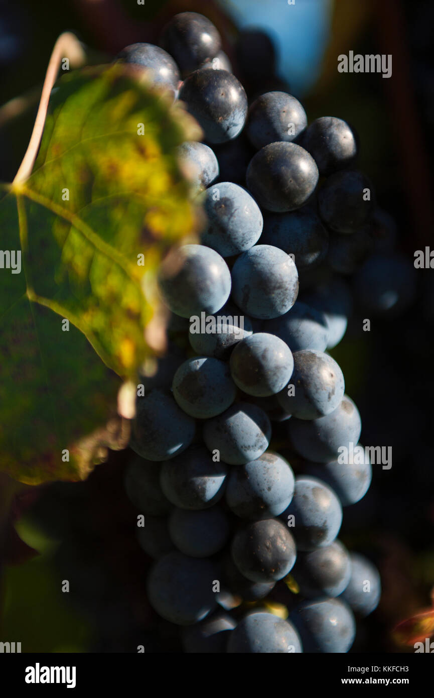 Refosco grapes hi-res stock photography and images - Alamy