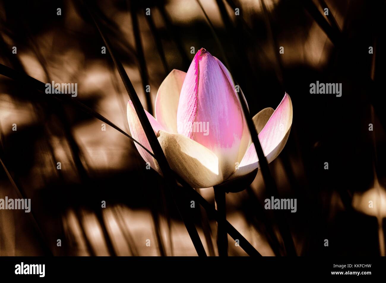 Sacred lotus water lily flower plant blossom and leaves grading to soft ...