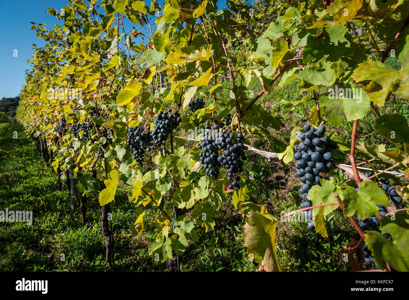 Oenology plants hi-res stock photography and images - Alamy