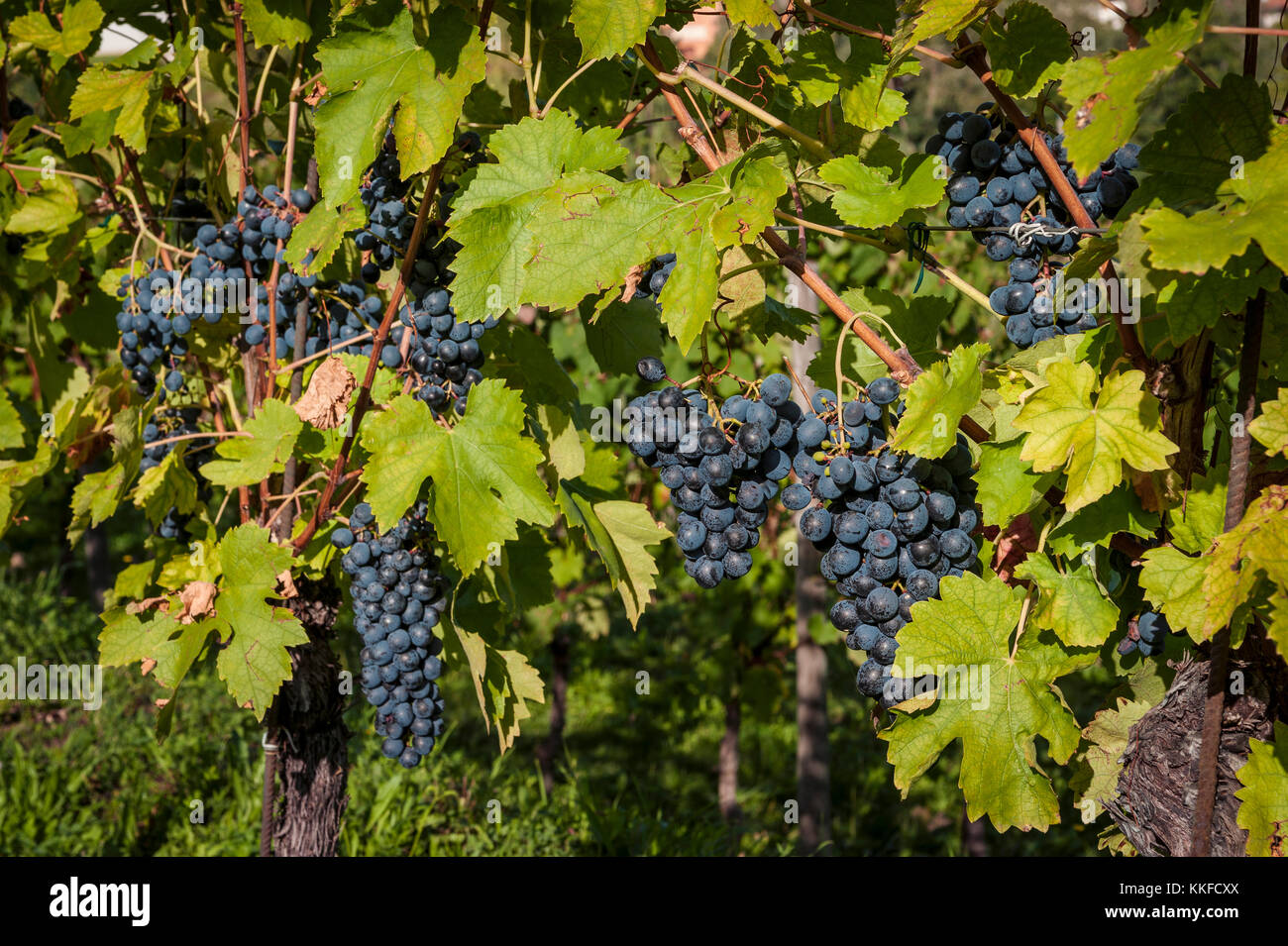 Big grapes hi-res stock photography and images - Alamy