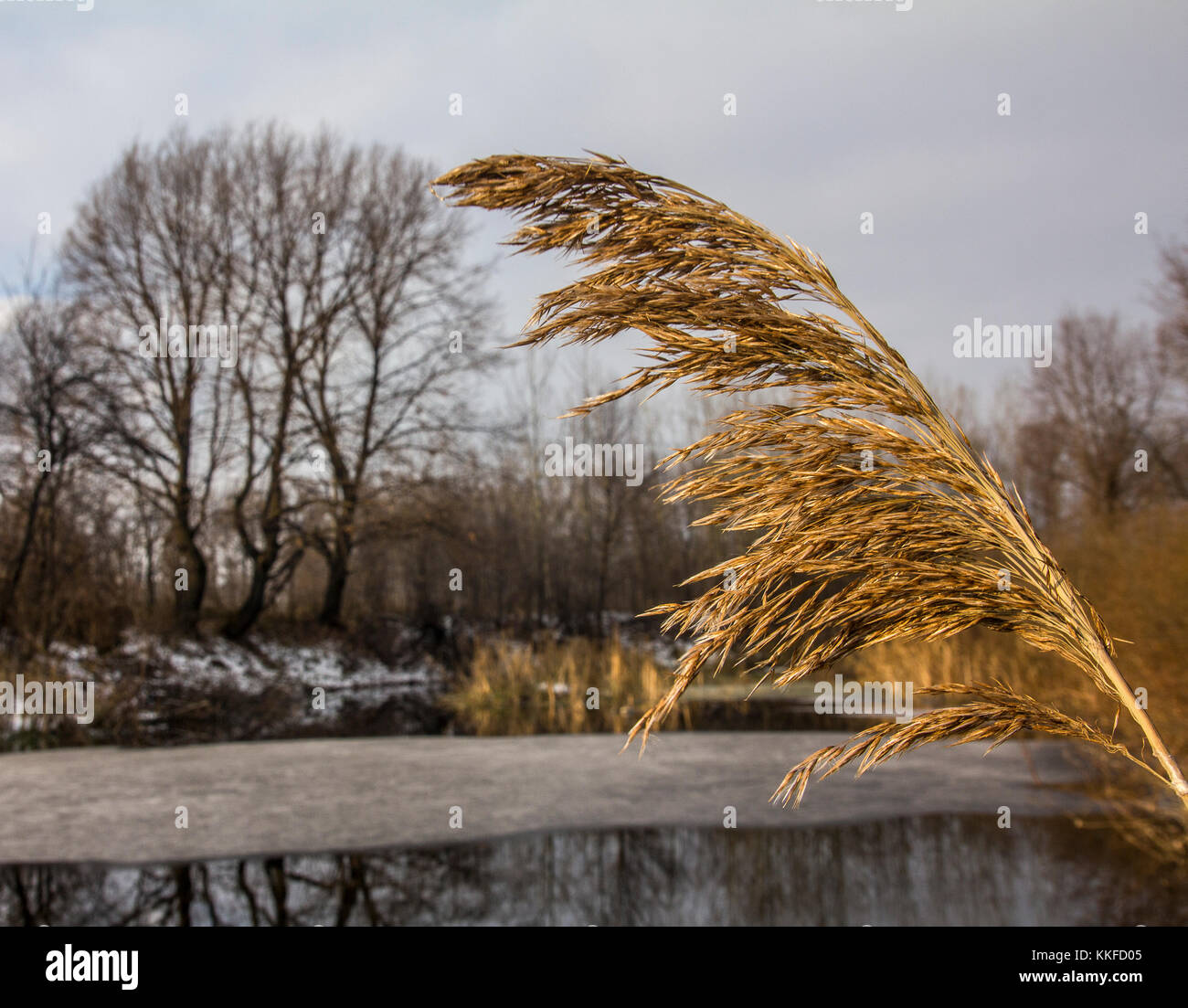 Dried Reed Stalks High Resolution Stock Photography and Images - Alamy