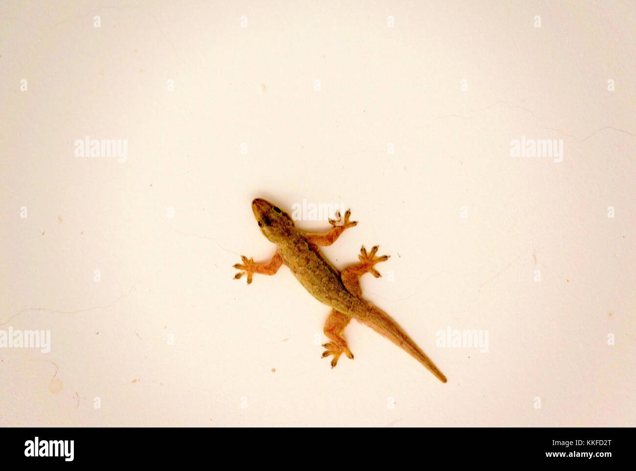 Lizard on a wall Stock Photo - Alamy