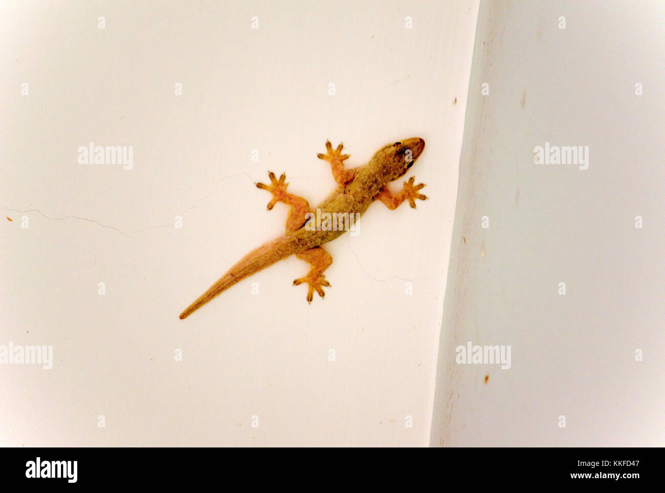 Lizard on a wall Stock Photo - Alamy