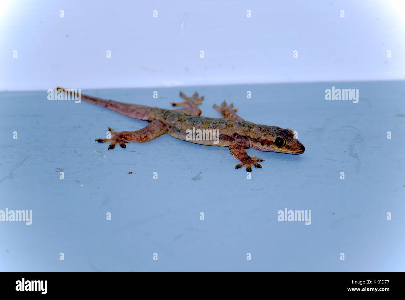 Lizard on a wall Stock Photo - Alamy