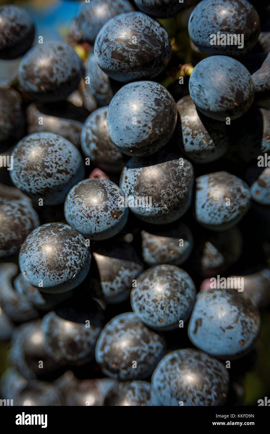 Grapes texture hi-res stock photography and images - Alamy