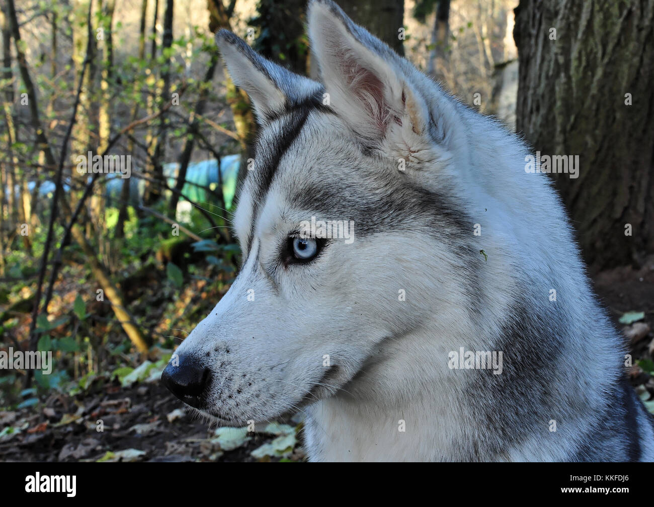 Siberian Husky portrait Stock Photo - Alamy