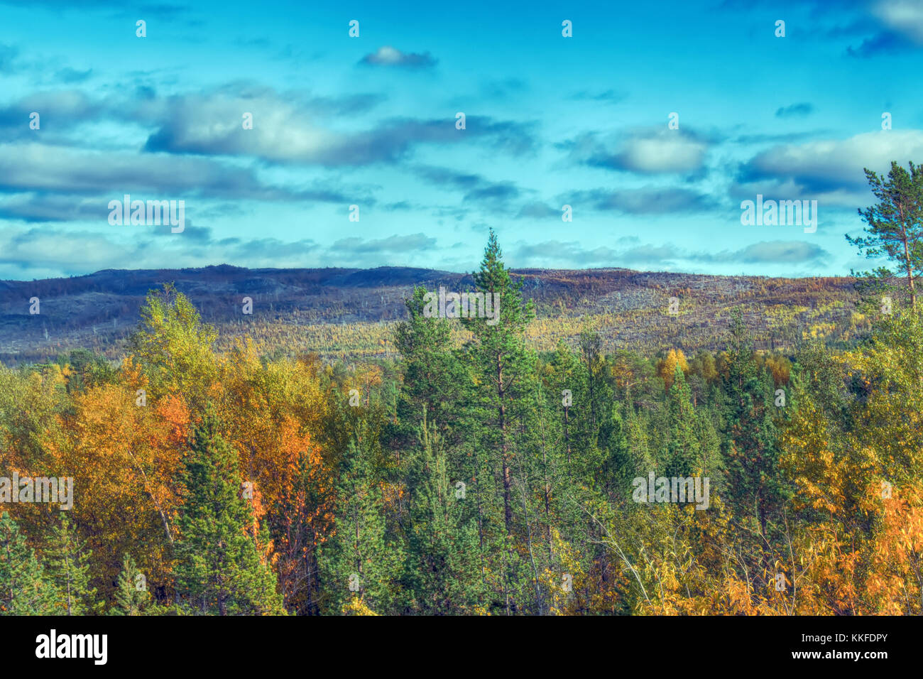 Mellow autumn. Midst of autumn in Boreal coniferous forests (taiga ...