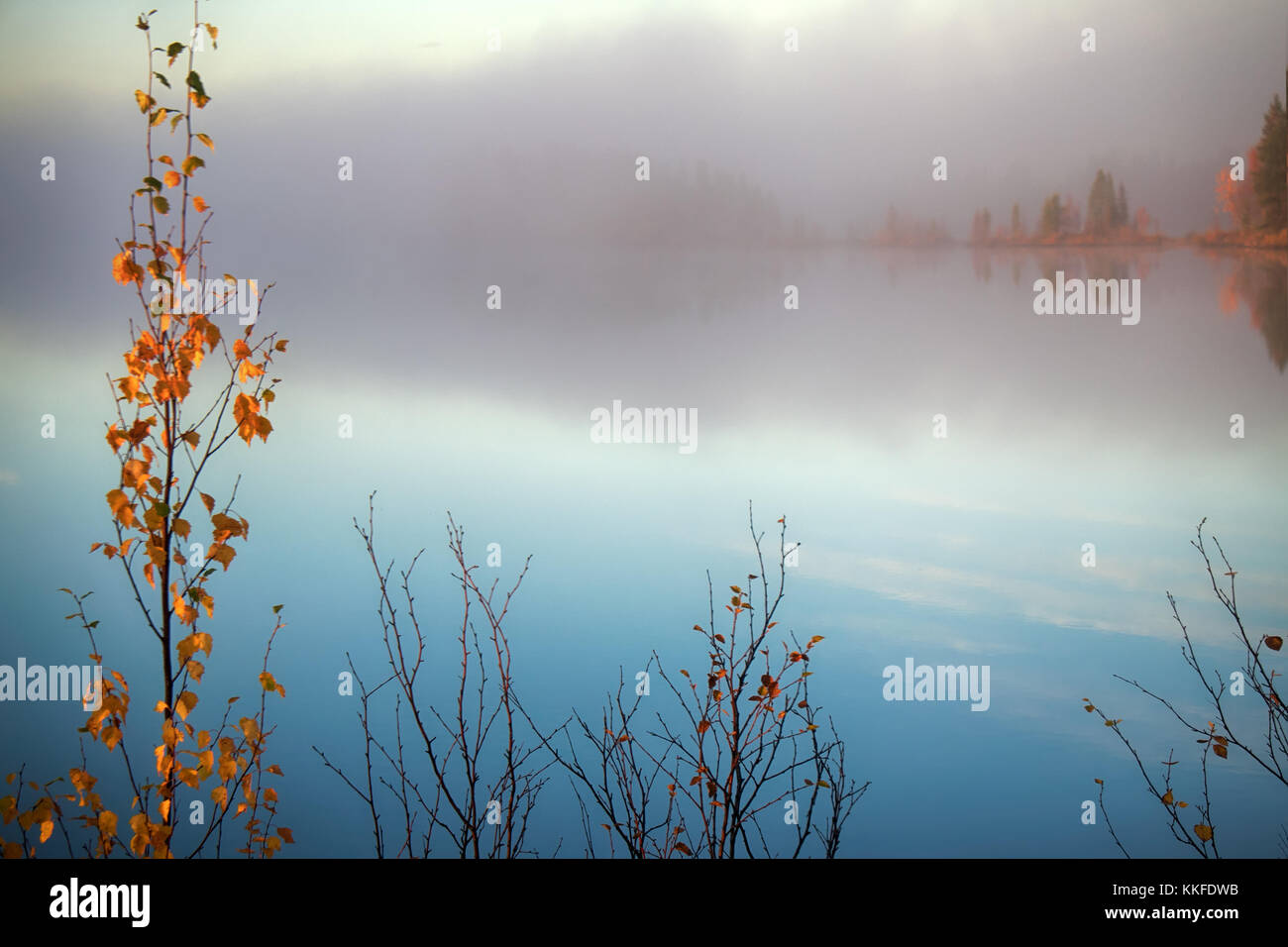 Walk in autumn woods, fall time. Sad beauty of autumn: fog, yellow ...