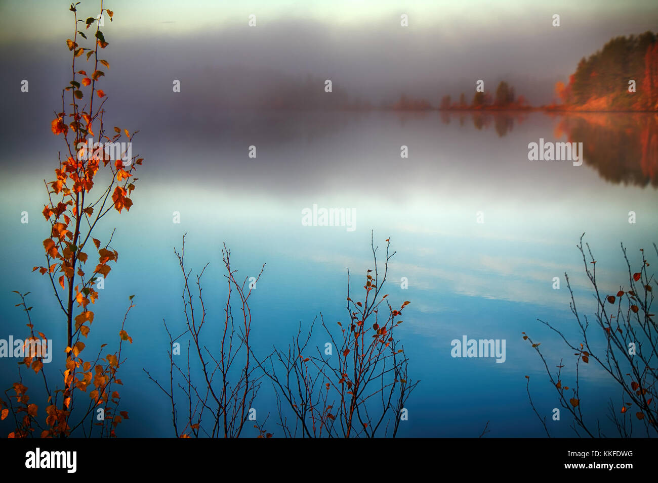 Walk in autumn woods, fall time. Sad beauty of autumn: fog, yellow ...
