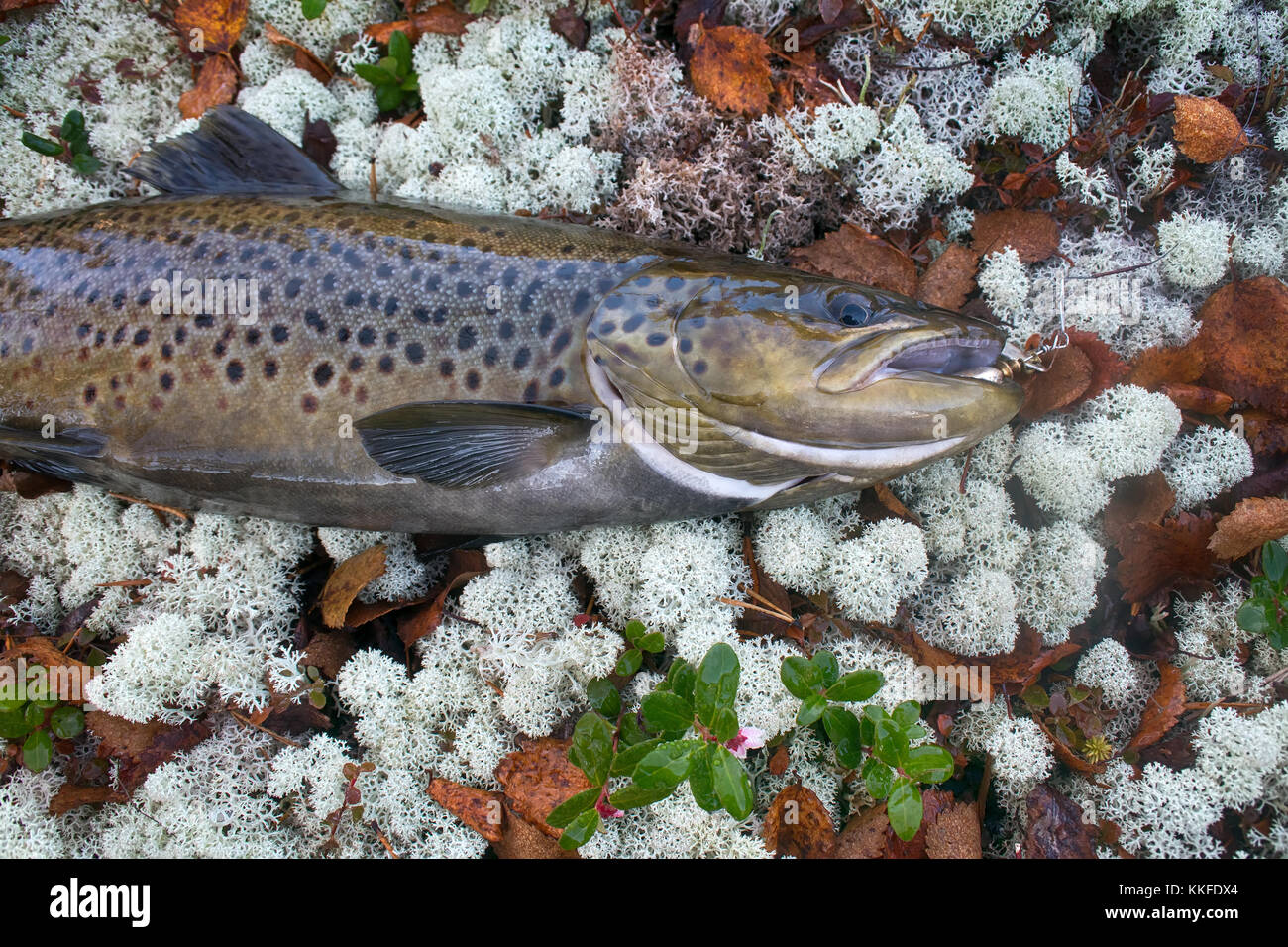 Such welcome to fishermen bold autumn bulltrout. Male in breeding ...