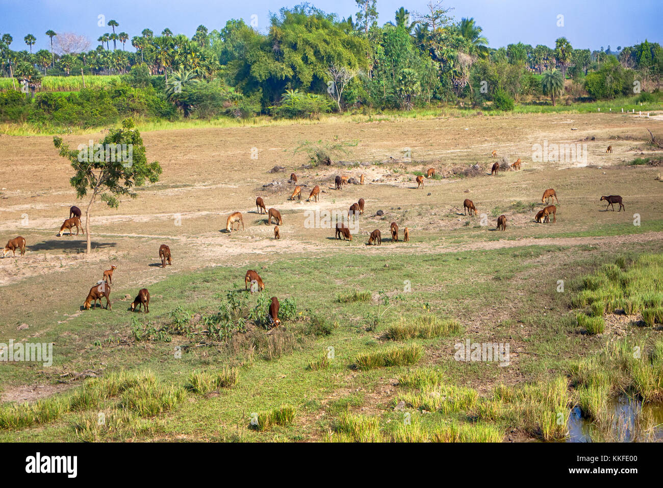 Cattle and sheep breeding in India. Land affected by overgrazing ...